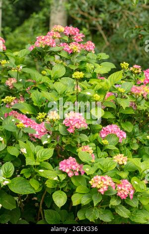 Dynamic Hydrangea macrophylla - Elbtal in full bloom Stock Photo - Alamy