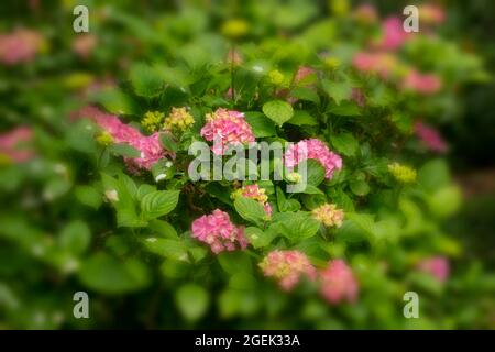 Dynamic Hydrangea macrophylla - Elbtal in full bloom Stock Photo - Alamy