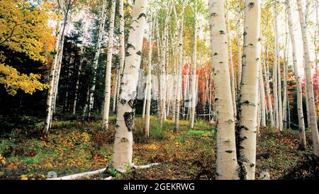 Pinkham Notch autumn birch trees Stock Photo - Alamy