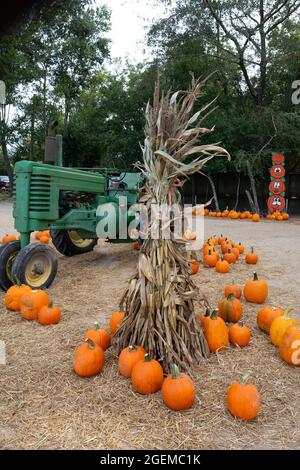 A teepee of dried corn husks at a fall festival with pumpkins and an ...
