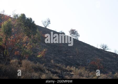 wildfire grass fire burned left only ash. Solano California Stock Photo ...
