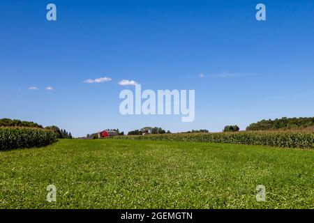 Wausau, Wisconsin farm with crops in August, horizontal Stock Photo - Alamy