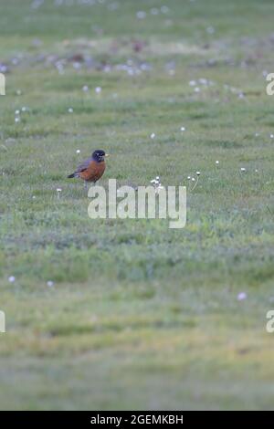 red robin hopping around on some grass with wild flowers growing in it ...