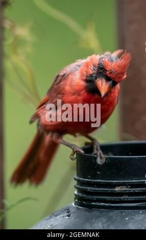 Molting Northern Cardinal on a backyard feeder Stock Photo - Alamy