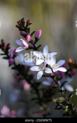 Close-up of flowers of the native South Australian Sticky Boobialla ...