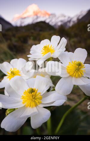 Ranunculus lyallii (Mountain buttercup, Mount Cook buttercup, or Mount ...