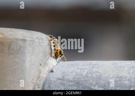 close up of two hornets resting on a steel railing in a park Stock ...