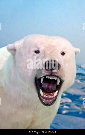 a head portrait of an ice bear Stock Photo - Alamy