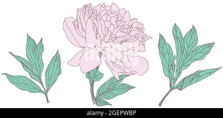 Hand drawn doodle style peony flower wreath. floral design element ...