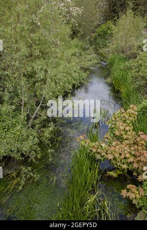 The River Anton in Andover, Hampshire in the UK Stock Photo - Alamy
