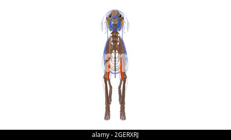 Biceps Brachii muscle Dog muscle Anatomy For Medical Concept 3D ...