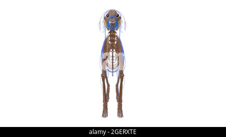Biceps Femoris muscle Dog muscle Anatomy For Medical Concept 3D ...