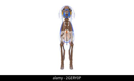 Gracilis muscle Dog muscle Anatomy For Medical Concept 3D Illustration ...