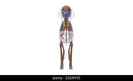 Temporalis muscle, illustration Stock Photo - Alamy
