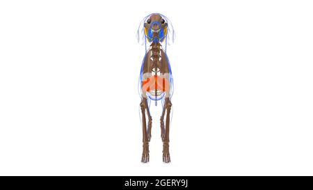 Pectoralis Superficialis muscle Dog muscle Anatomy For Medical Concept ...