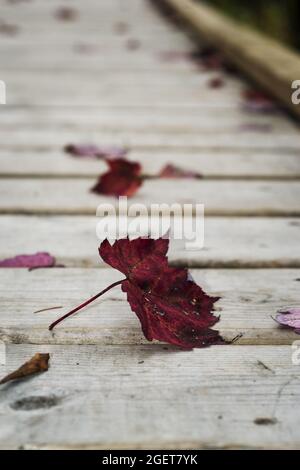 Fallen dry leaf on vibrant green park grass Stock Photo - Alamy