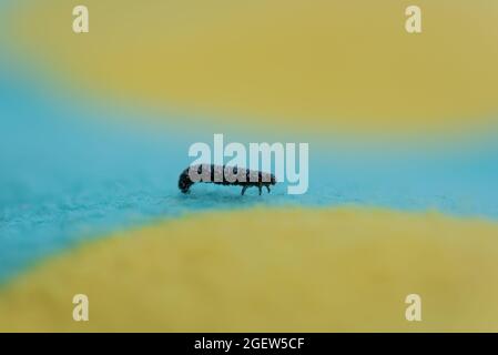 Small black larvae crawling along a blue and yellow carpet Stock Photo ...