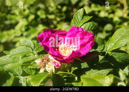 Rosehip bud on green leaves background close up Stock Photo - Alamy