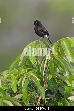Pied Bushchat (Saxicola caprata burmanicus) female perched on wire Doi ...