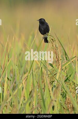 Pied Bushchat (Saxicola caprata burmanicus) female perched on wire Doi ...