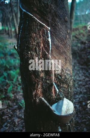 Natural rubber collecting Stock Photo - Alamy
