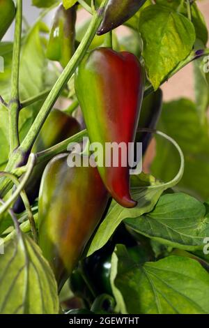 peppers (Capsicum) Plantae Stock Photo - Alamy