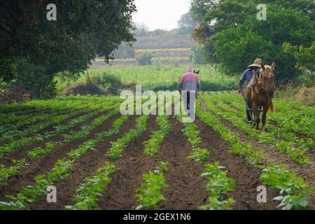 Closeup shot of Hispanic men farming on the plantation with growing ...