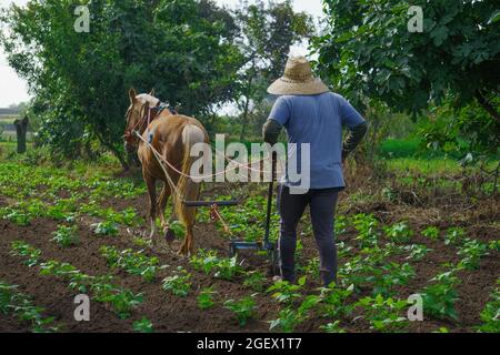 Closeup shot of Hispanic male farming on the plantation with growing ...
