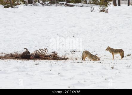 Coyotes on bison carcass in Lower Geyser Basin ; Date: 17 November 2015 ...
