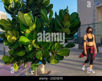Cyclist exercising on the edge of Rio Vermelho beach against sunset ...