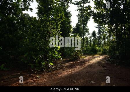 Joypur Forest. It is a protected jungle of Bankura, West Bengal, India ...