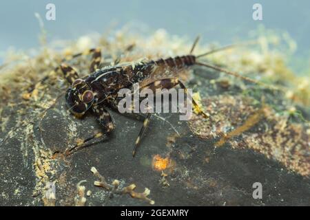 Flat-headed mayfly larvae (Heptagenia Stock Photo - Alamy