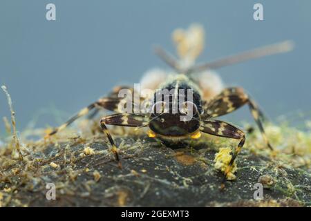 Flat-headed mayfly larva (Heptagenia Stock Photo - Alamy