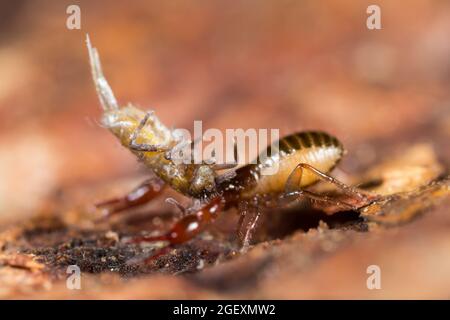 Moss pseudoscorpion (Neobisium carcinoides) carrying prey springtail ...