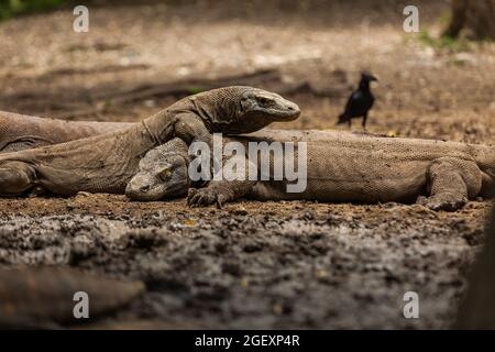 The Fighting Komodo dragons (Varanus komodoensis) for domination. It is ...