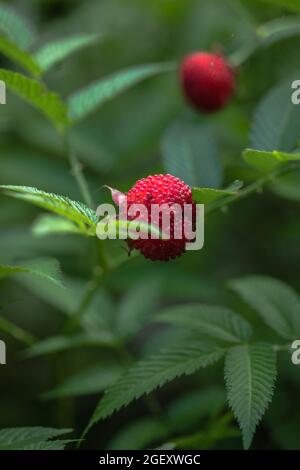 Tibetan strawberry-raspberry, berry. Roseleaf Rubus rosifolius. Close ...