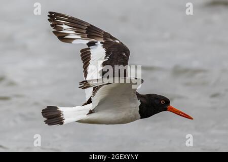 Eurasian oystercatcher, Haematopus ostralegus, Ham Common Nature ...