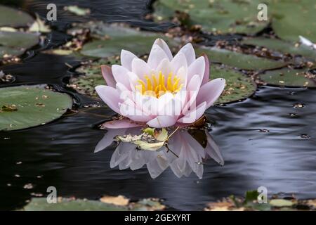 Ham Common Nature Reserve & Hamworthy Lake, Poole, Dorset Stock Photo ...