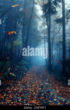 Misty forest landscape, avenue trees Stock Photo - Alamy