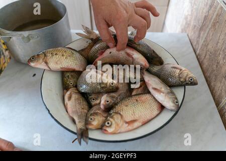 Hands of a fisherman cleans freshly caught river fish from the carp ...