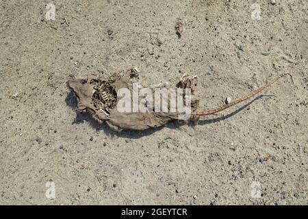 Poisoned desiccated mummified rat Stock Photo - Alamy