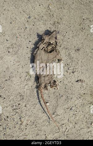 Poisoned desiccated mummified rat Stock Photo - Alamy