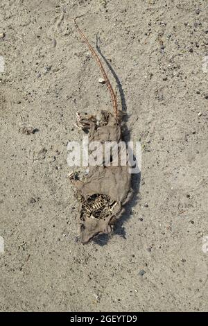 Poisoned desiccated mummified rat Stock Photo - Alamy