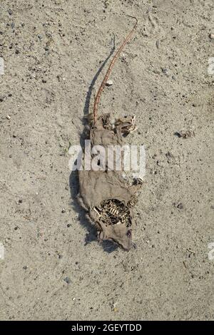 Poisoned desiccated mummified rat Stock Photo - Alamy