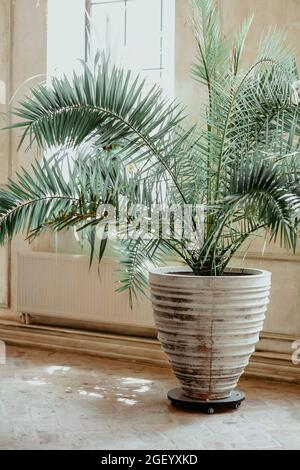 Green leaves in big flowerpot Stock Photo - Alamy