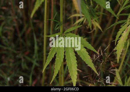 A legal hemp field in Germany Stock Photo - Alamy