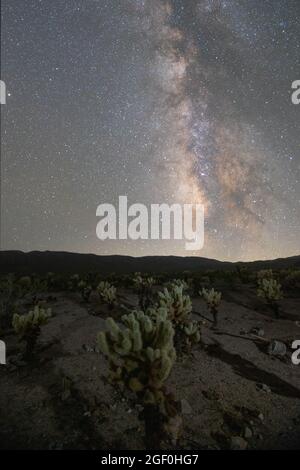 Milky Way over cacti. Milky Way in the night sky over giant cardon ...