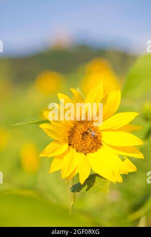 Bee and sunflower, selective focus. Macro. close-up Stock Photo - Alamy