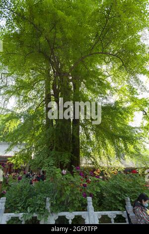 Beijing mentougou district involved - imperial tree Stock Photo - Alamy