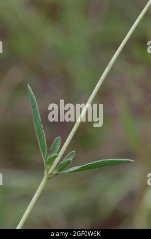 Stiff Sunflower, Helianthus pauciflorus, stem and leaves Stock Photo ...